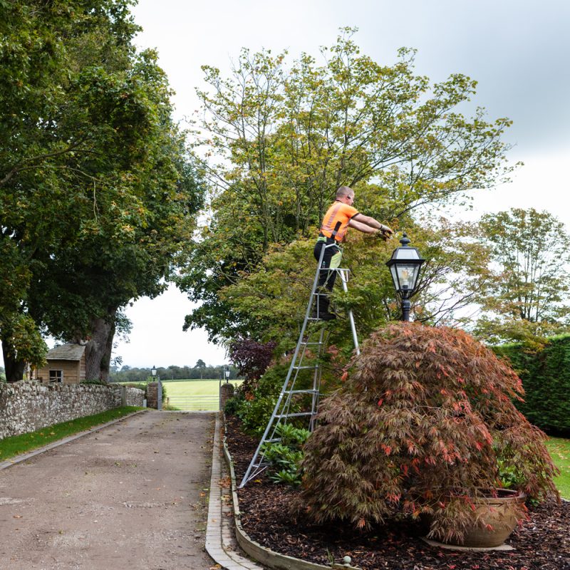 Orchard Platform Tripod Ladders - Garden Ladders