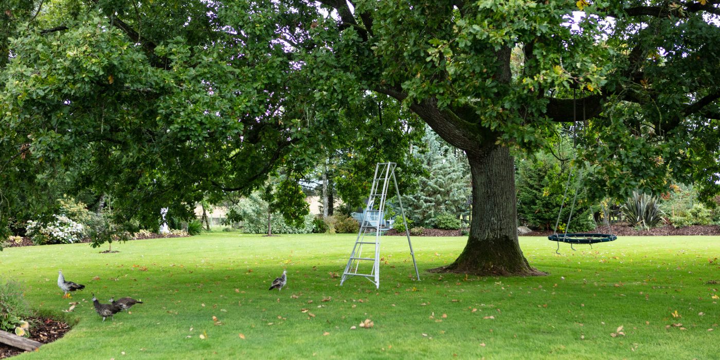 Orchard Ladders - 3 leg adjustable Garden tripod ladders